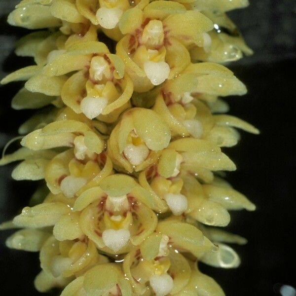 Pomatocalpa Spicatum Care Guide: Water, Soil & Propagation - Plantiary