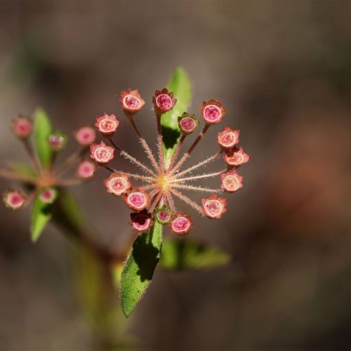 Pomax (Pomax Umbellata) Plant Care & How to Grow, Water