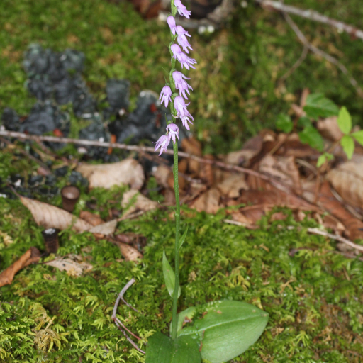 Hooded Neottianthe (Ponerorchis Cucullata) Plant Care & How to Grow, Water
