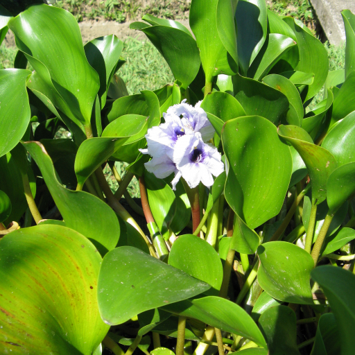 Anchored Water Hyacinth (Pontederia Azurea) Plant Care & How to Grow, Water