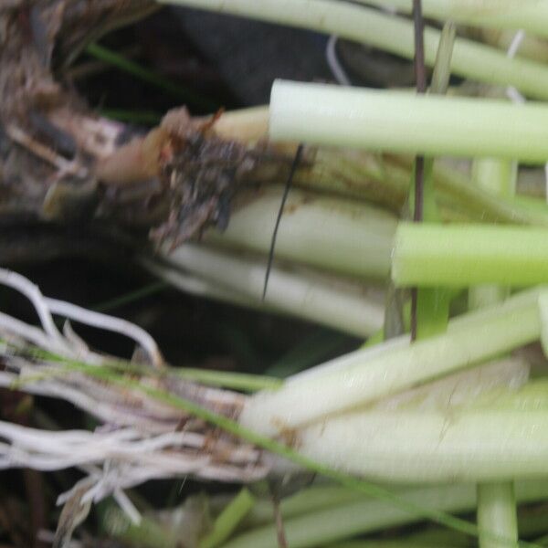 Pontederia Paradoxa Plant Care & How to Grow, Water