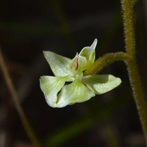 Hairy Shadow Witch (Ponthieva Racemosa) Plant Care & How to Grow, Water