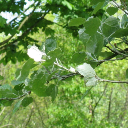 White Poplar (Populus Alba) Plant Care & How to Grow, Water