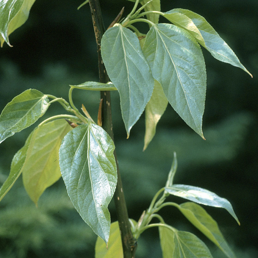 Cottonwood (Populus Balsamifera) Plant Care & How to Grow, Water