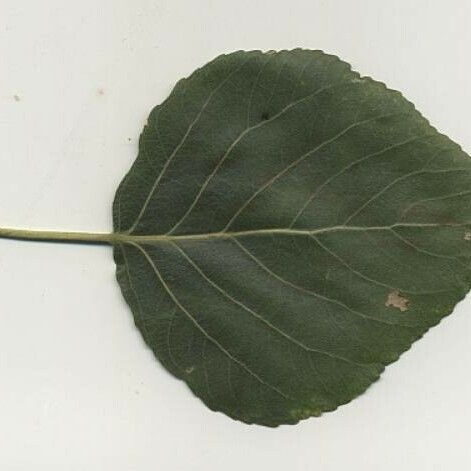 Berlin Poplar (Populus × Berolinensis) Plant Care & How to Grow, Water