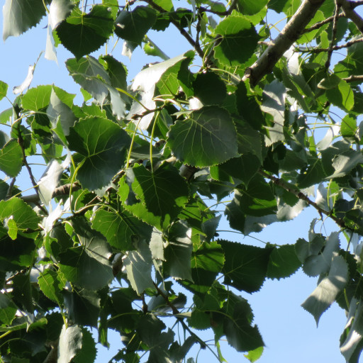 Eastern Cottonwood (Populus Deltoides) Plant Care & How to Grow, Water