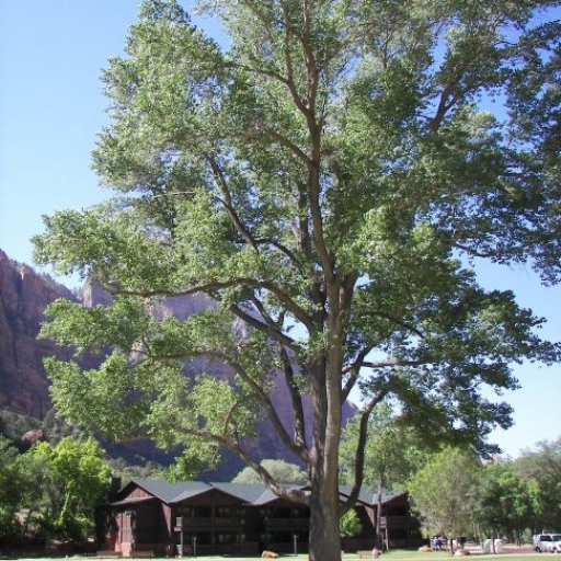 Fremont Cottonwood (Populus Fremontii) Plant Care & How to Grow, Water