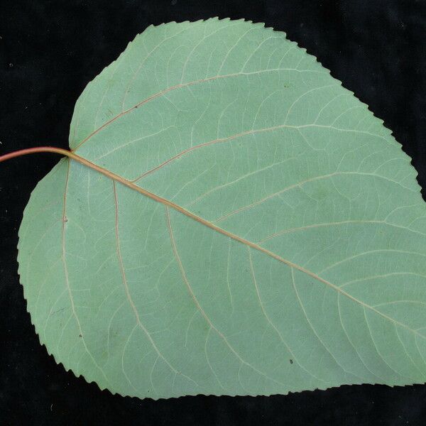 Populus Glauca Plant Care & How to Grow, Water