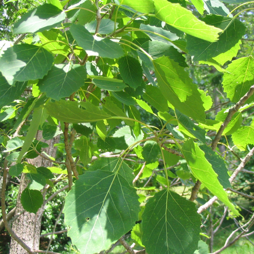 Bigtooth Aspen (Populus Grandidentata) Plant Care & How to Grow, Water