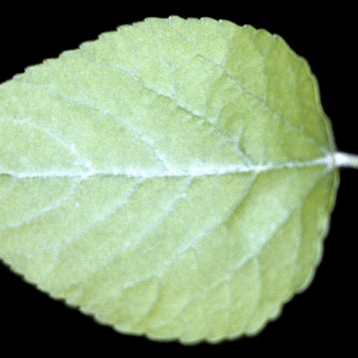 Swamp Poplar (Populus Heterophylla) Plant Care & How to Grow, Water