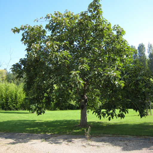 Chinese Necklace Poplar Plant Care & How to Grow, Water