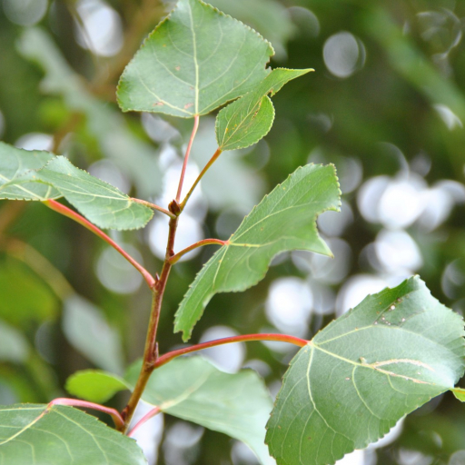 Black Poplar (Populus Nigra) Plant Care & How to Grow, Water
