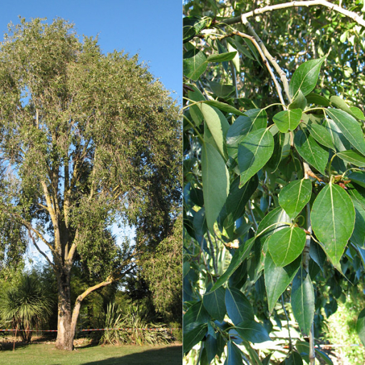Simon's Poplar (Populus Simonii) Plant Care & How to Grow, Water
