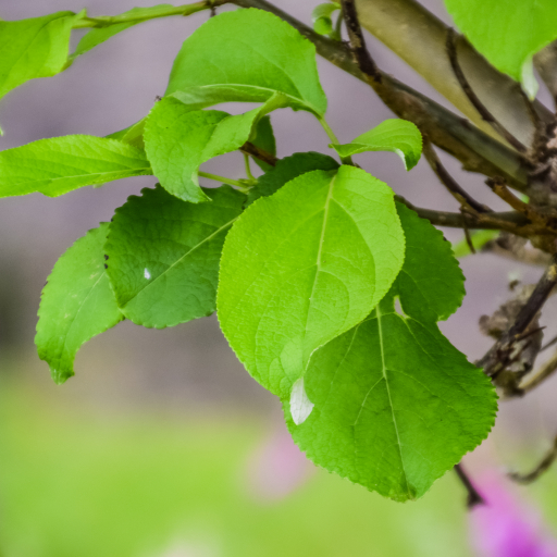 Mongolian Poplar (Populus Suaveolens) Plant Care & How to Grow, Water