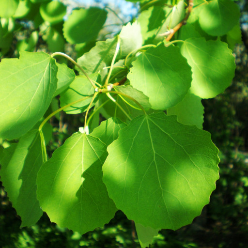 European Aspen (Populus Tremula) Plant Care & How to Grow, Water