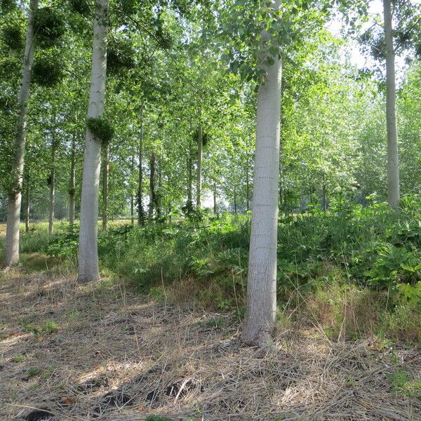 Generous Poplar (Populus X Generosa) Plant Care & How to Grow, Water