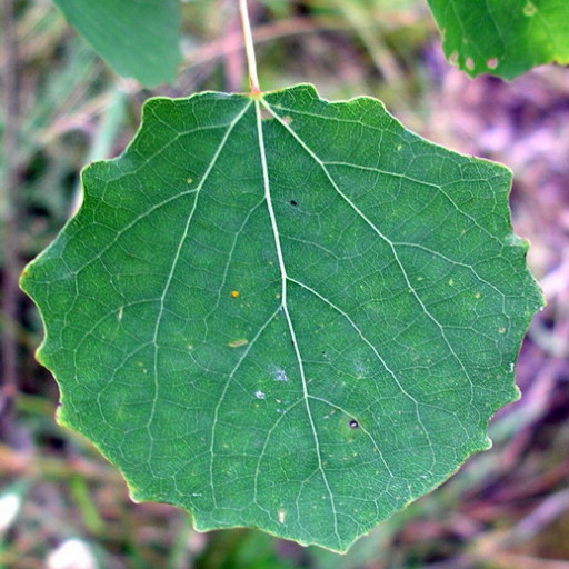 Poplars, Cottonwoods, And Aspens (Populus) Plant Care & How to Grow, Water
