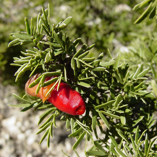 Soapbush (Porlieria Angustifolia) Care Guide: Water, Soil & Propagation ...