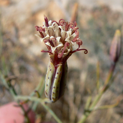 Odora (Porophyllum Gracile) Plant Care & How to Grow, Water