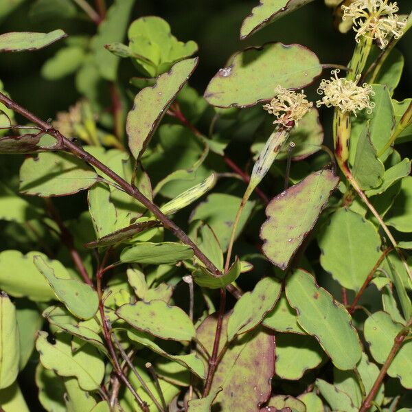 Porophyllum Punctatum Plant Care & How to Grow, Water