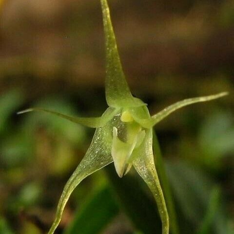 Porpax Elaidium Plant Care & How to Grow, Water