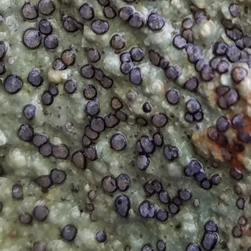 Smokey-Eyed Boulder Lichen (Porpidia Albocaerulescens) Plant Care & How ...