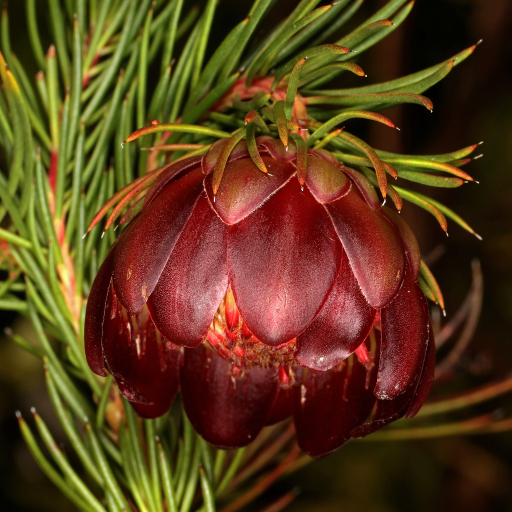 Portea Nana Plant Care & How to Grow, Water