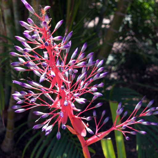 Portea Petropolitana Plant Care & How to Grow, Water