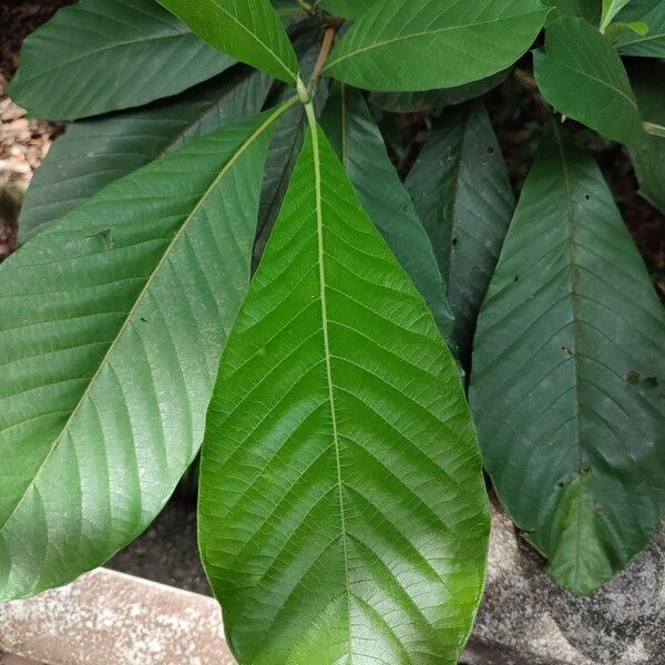 Wild Randa (Porterandia Anisophylla) Care Guide: Water, Soil ...