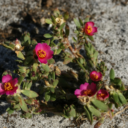 Paraguayan Purslane (Portulaca Amilis) Plant Care & How to Grow, Water