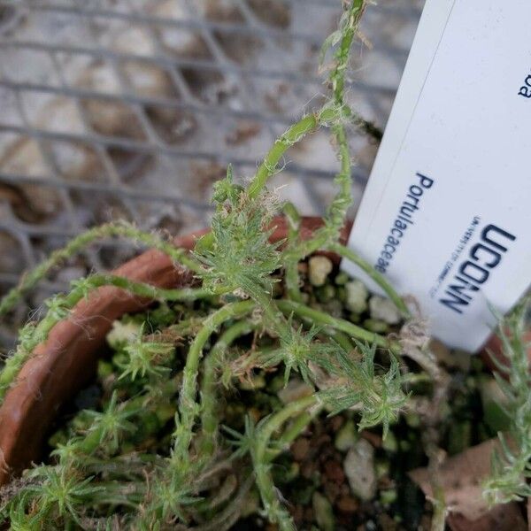 Portulaca Eruca Plant Care & How to Grow, Water