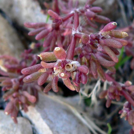 Silk-Cotton Purslane (Portulaca Halimoides) Plant Care & How to Grow, Water