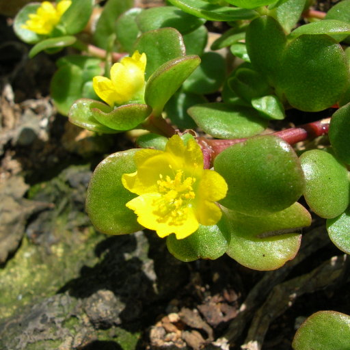 Native Yellow Purslane (Portulaca Lutea) Plant Care & How to Grow, Water