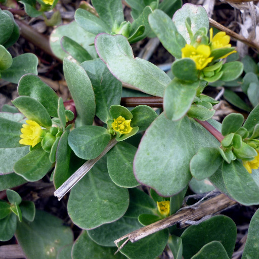 Common Purslane (Portulaca Oleracea) Plant Care & How to Grow, Water