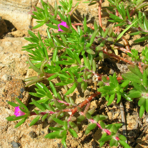 Pink Purslane (Portulaca Pilosa) Plant Care & How to Grow, Water