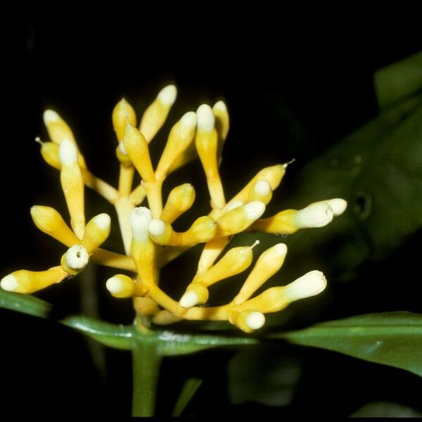 Potalia Amara Plant Care & How to Grow, Water