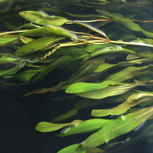 Alpine Pondweed (Potamogeton Alpinus) Plant Care & How to Grow, Water