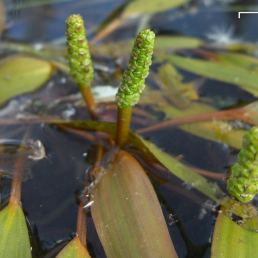 Variableleaf Pondweed (Potamogeton Gramineus) Plant Care & How to Grow ...