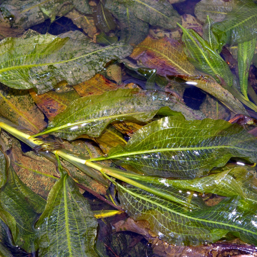 Shining Pondweed (Potamogeton Lucens) Care Guide: Water, Soil ...