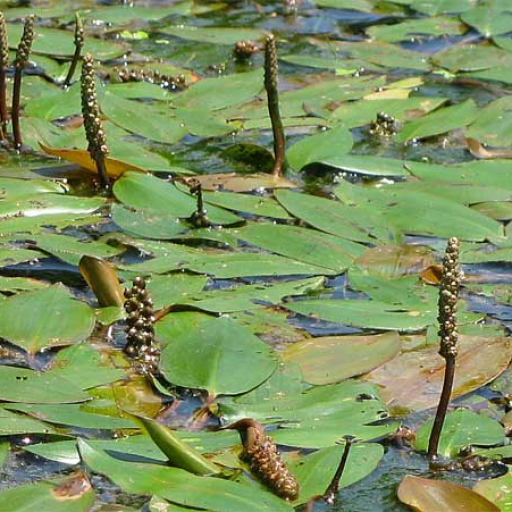 Longleaf Pondweed (Potamogeton Nodosus) Plant Care & How to Grow, Water