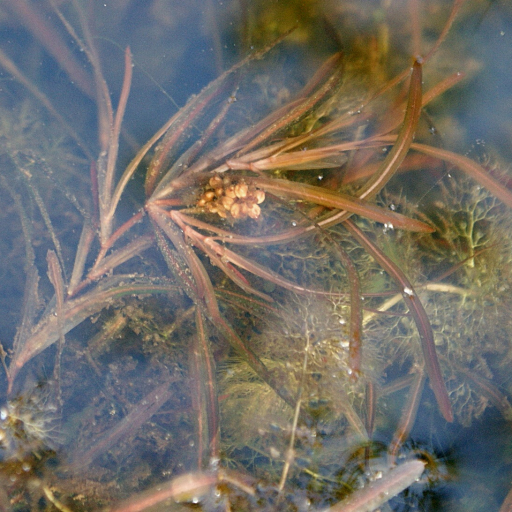 Bluntleaf Pondweed (Potamogeton Obtusifolius) Plant Care & How to Grow ...