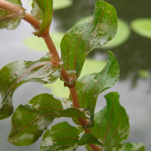 Perfoliate Pondweed (Potamogeton Perfoliatus) Care Guide: Water, Soil ...