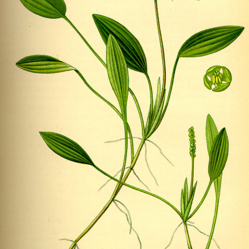 Bog Pondweed (Potamogeton Polygonifolius) Plant Care & How to Grow, Water