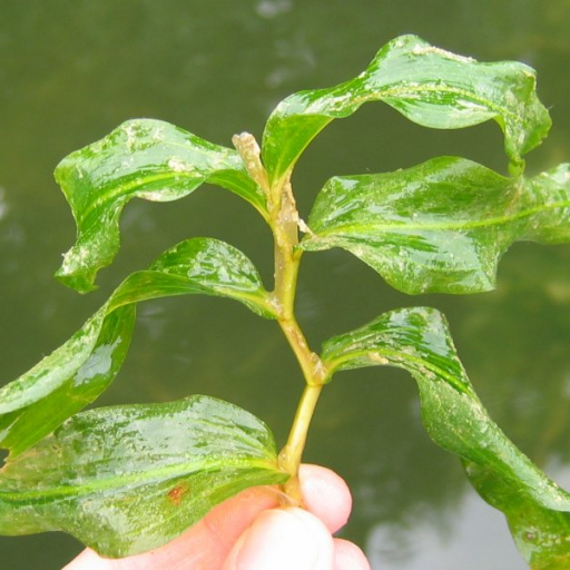 White-Stem Pondweed (Potamogeton Praelongus) Plant Care & How to Grow ...