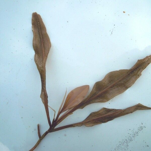 Longleaf Pondweed (Potamogeton X Fluitans) Plant Care & How to Grow, Water