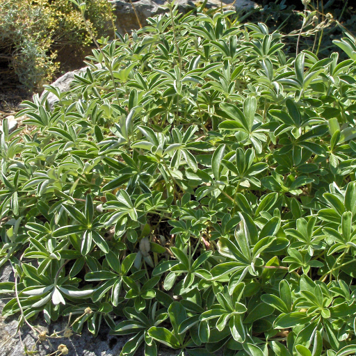 Alchemilla-Leaved Cinquefoil (Potentilla Alchimilloides) Plant Care ...