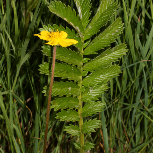 Common Silverweed (Potentilla Anserina) Care Guide: Water, Soil ...