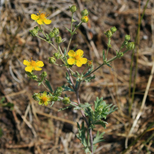 Hoary Cinquefoil (Potentilla Argentea) Plant Care & How to Grow, Water