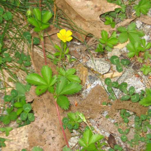 Common Cinquefoil (Potentilla Canadensis) Plant Care & How to Grow, Water