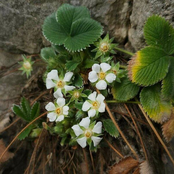 Carnic Cinquefoil (Potentilla Carniolica) Care Guide: Water, Soil ...